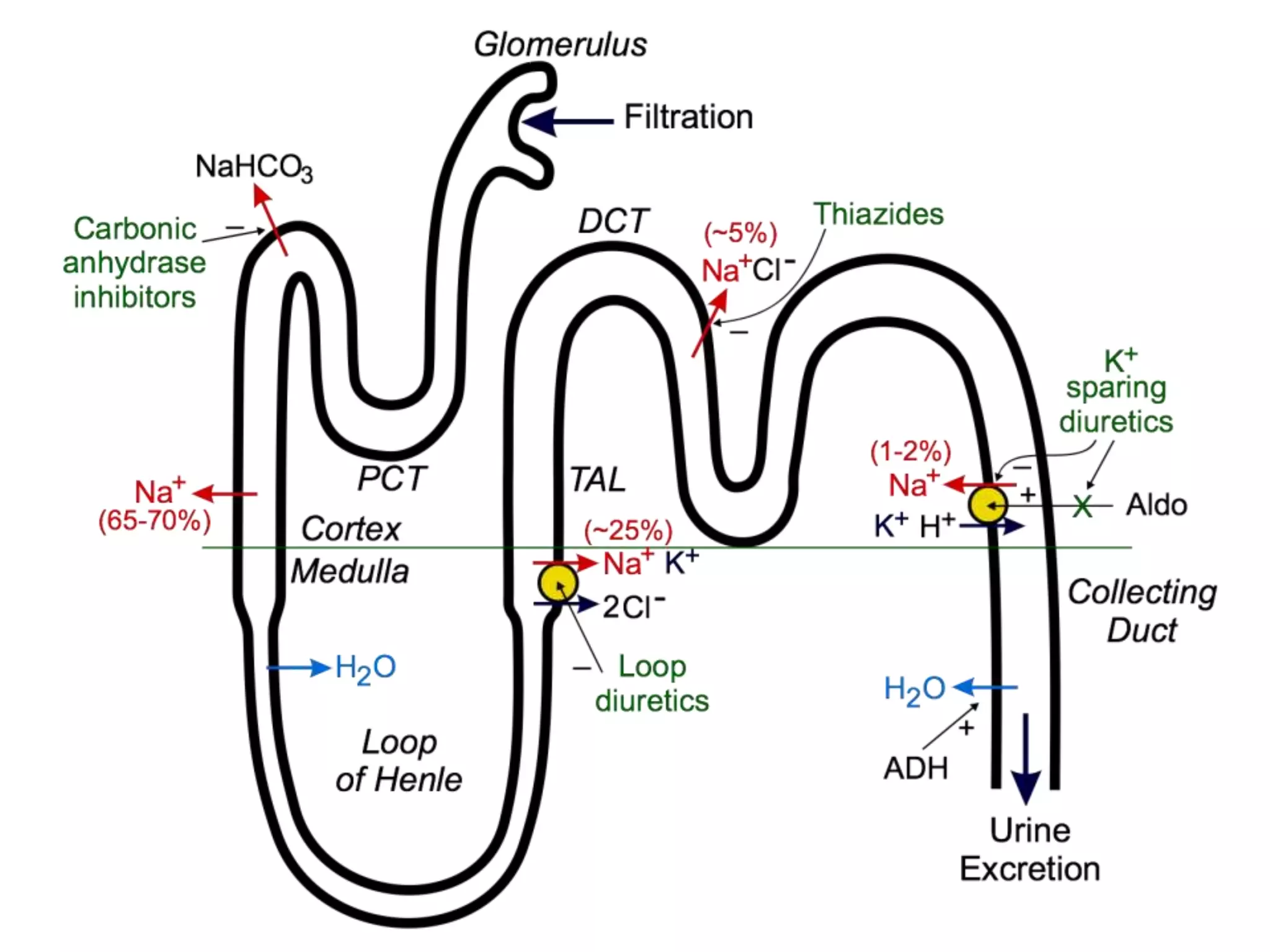 Diuretics | PPT