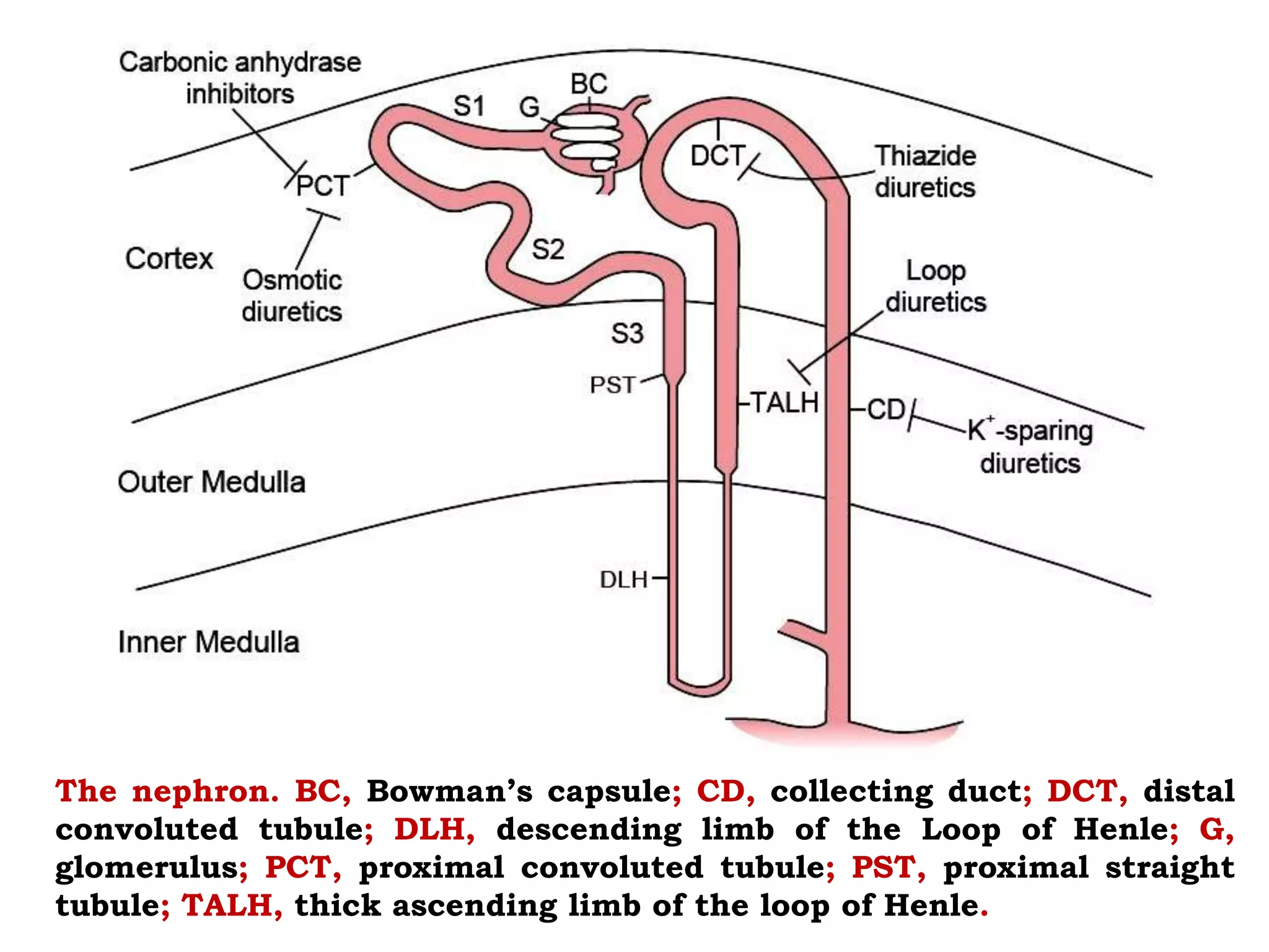 Diuretics | PPT