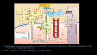 Diuretics: Pharmacology | PPTX