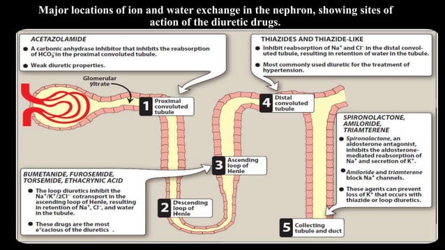 Diuretics: Pharmacology | PPTX | Pharmaceutical Drugs | Medical Health
