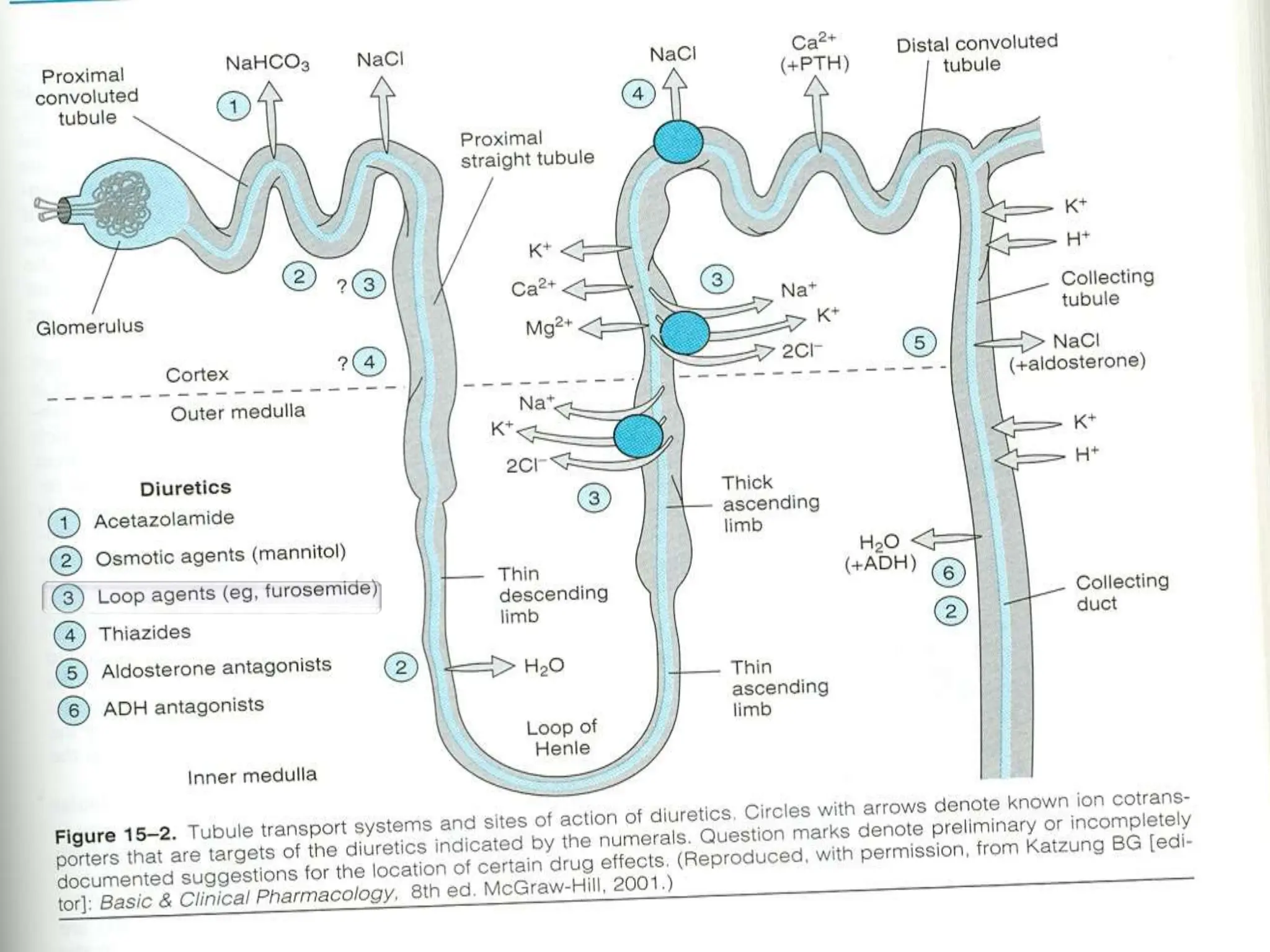 Diuretics its classification and Pharmacology.ppt | Blood Disorders ...