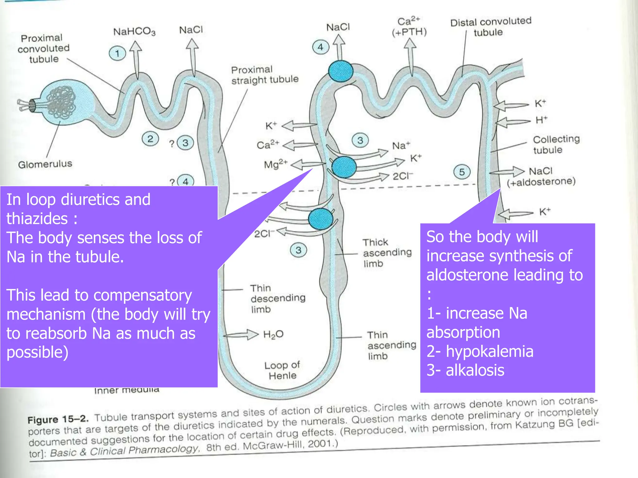 Diuretics its classification and Pharmacology.ppt | Blood Disorders ...