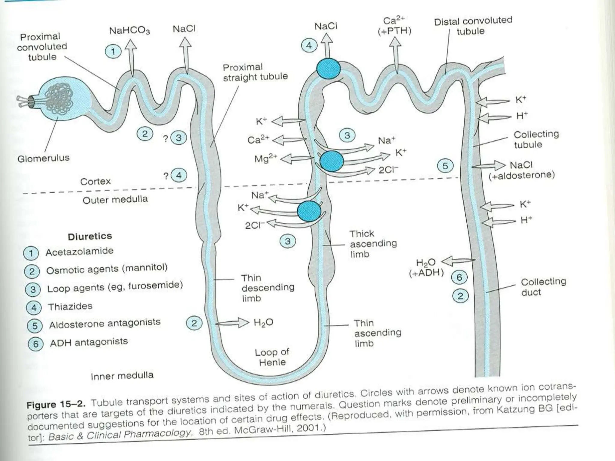 Diuretics its classification and Pharmacology.ppt | Blood Disorders ...
