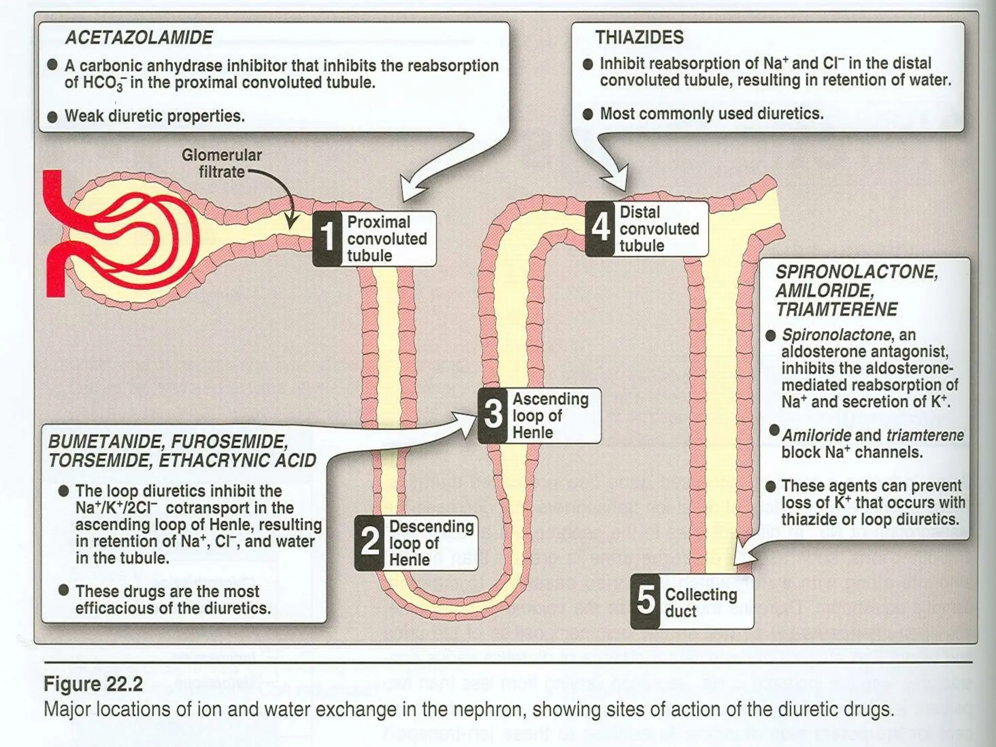 Diuretics its classification and Pharmacology.ppt | Blood Disorders ...