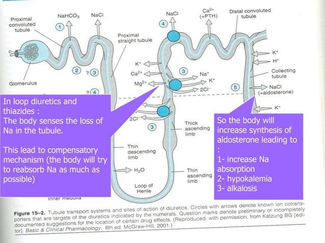 Diuretics its classification and Pharmacology.ppt | Blood Disorders ...