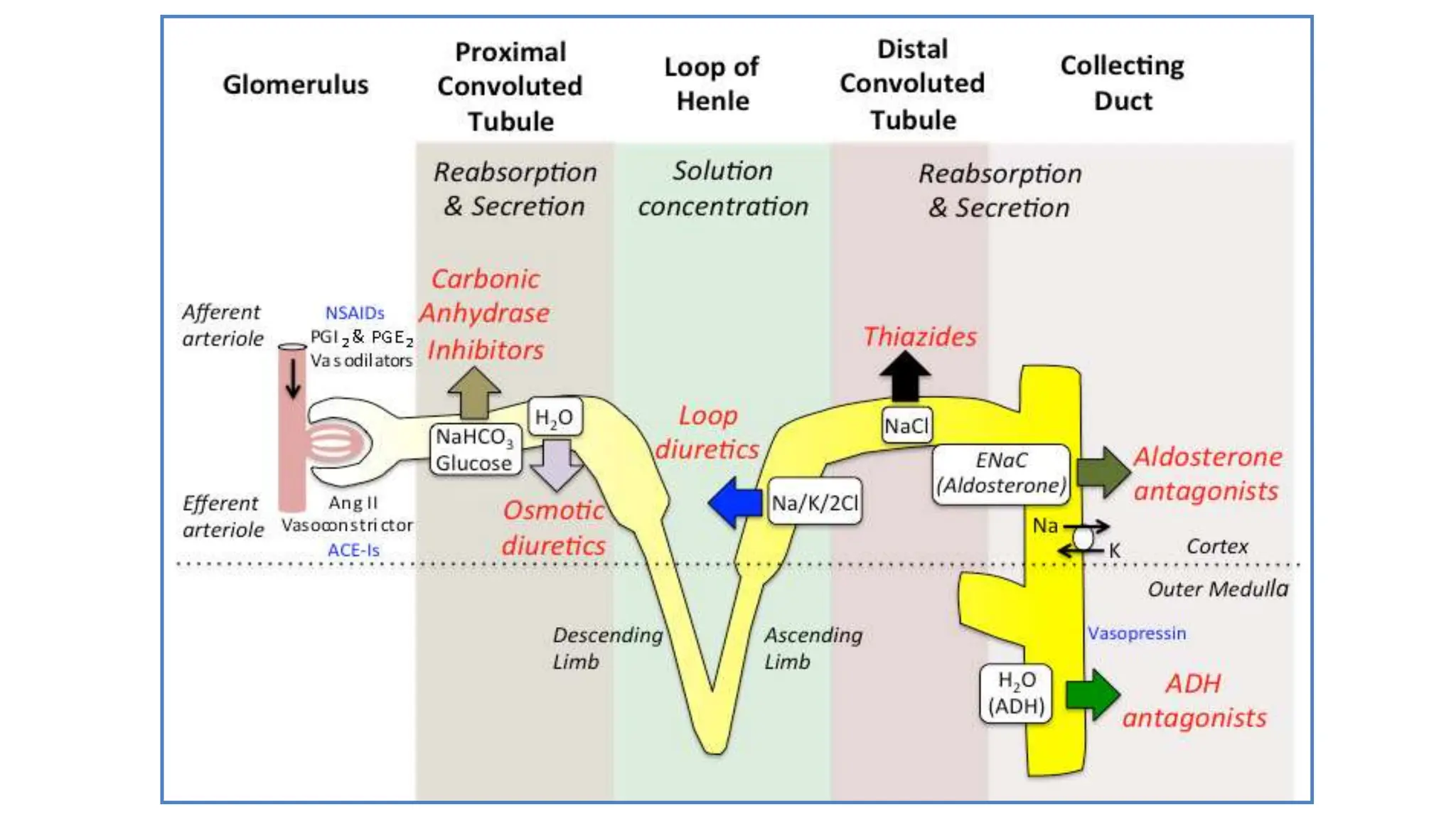 Pharmacology of diuretics including renal physiology.ppt
