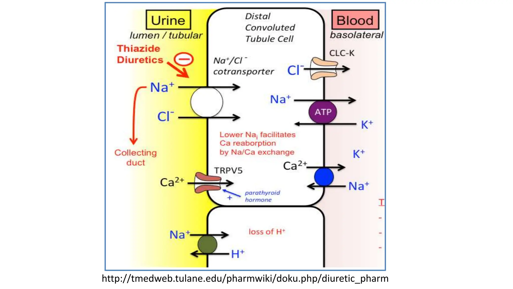 Pharmacology of diuretics including renal physiology.ppt