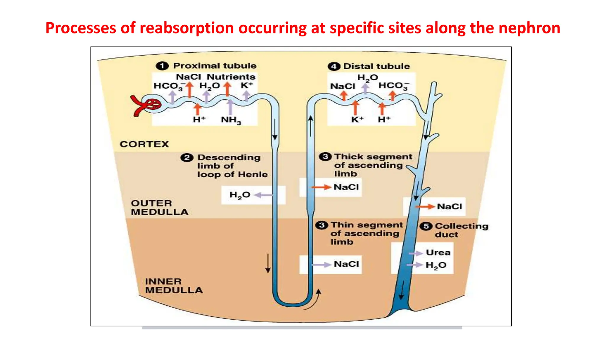 Pharmacology of diuretics including renal physiology.ppt
