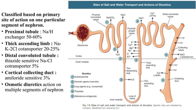 Diuretics, it's use and mechanism of action | PPTX