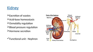 Diuretics: Types, Mechanism & Clinical Uses.pptx
