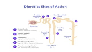 Diuretics: Types, Mechanism & Clinical Uses.pptx