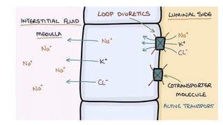 Diuretics are a class of drugs that increase the production of urine ...