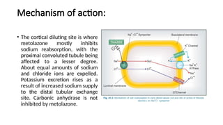 Diuretics are a class of drugs that increase the production of urine ...