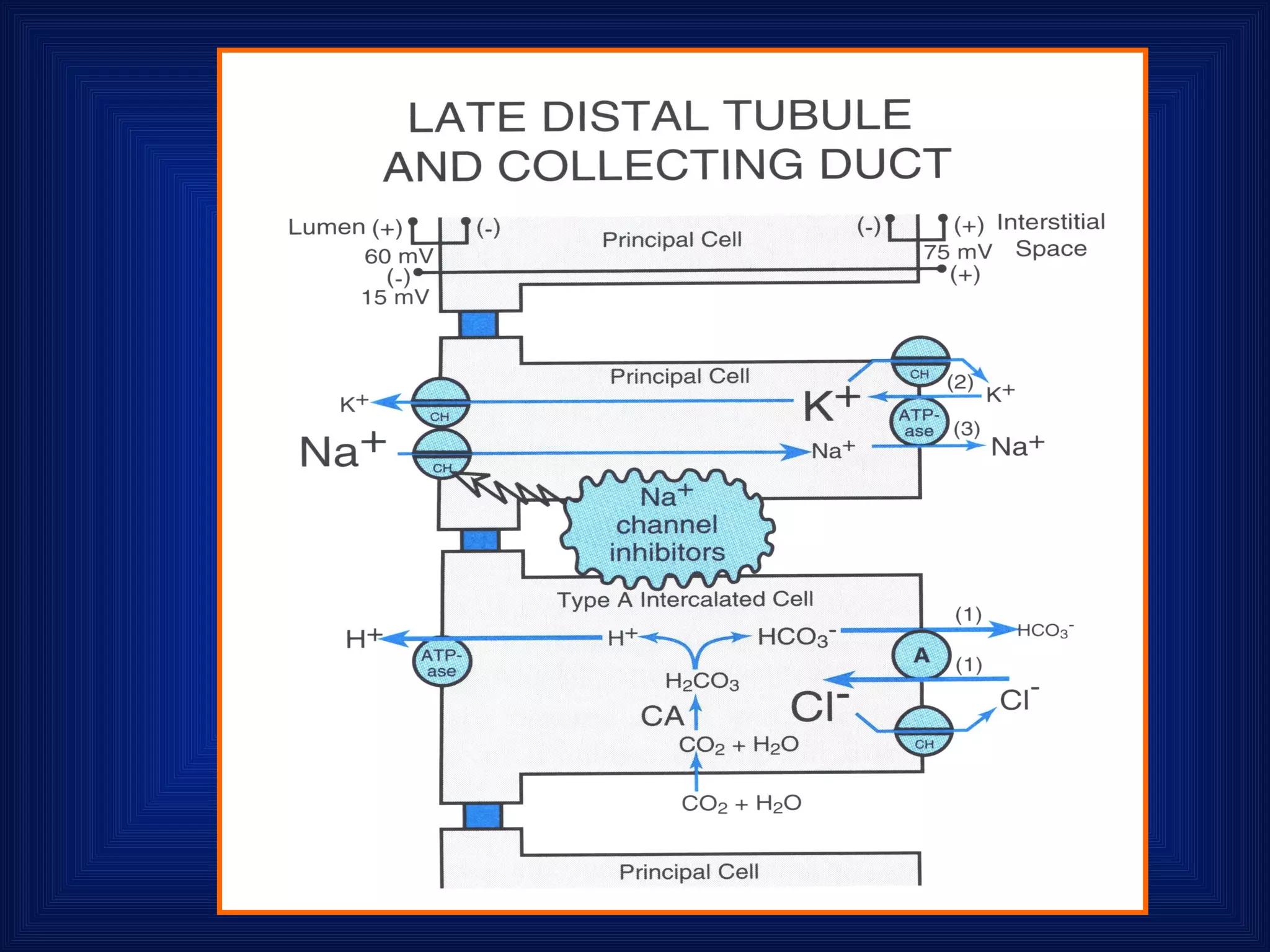 DIURETICS How Do They Work | PPT