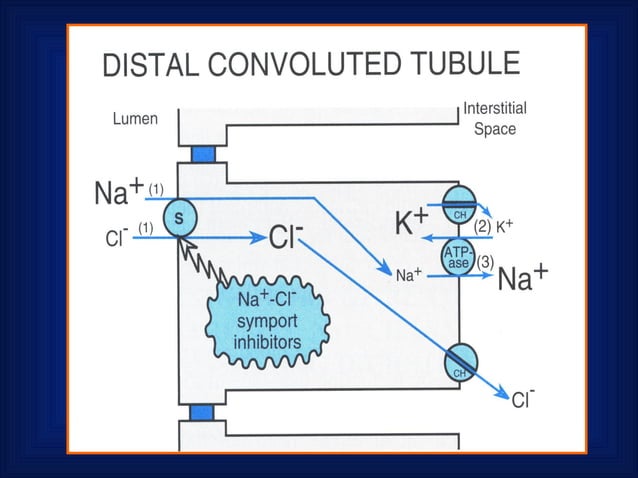 DIURETICS How Do They Work | PPT