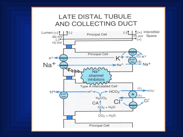 DIURETICS How Do They Work | PPT