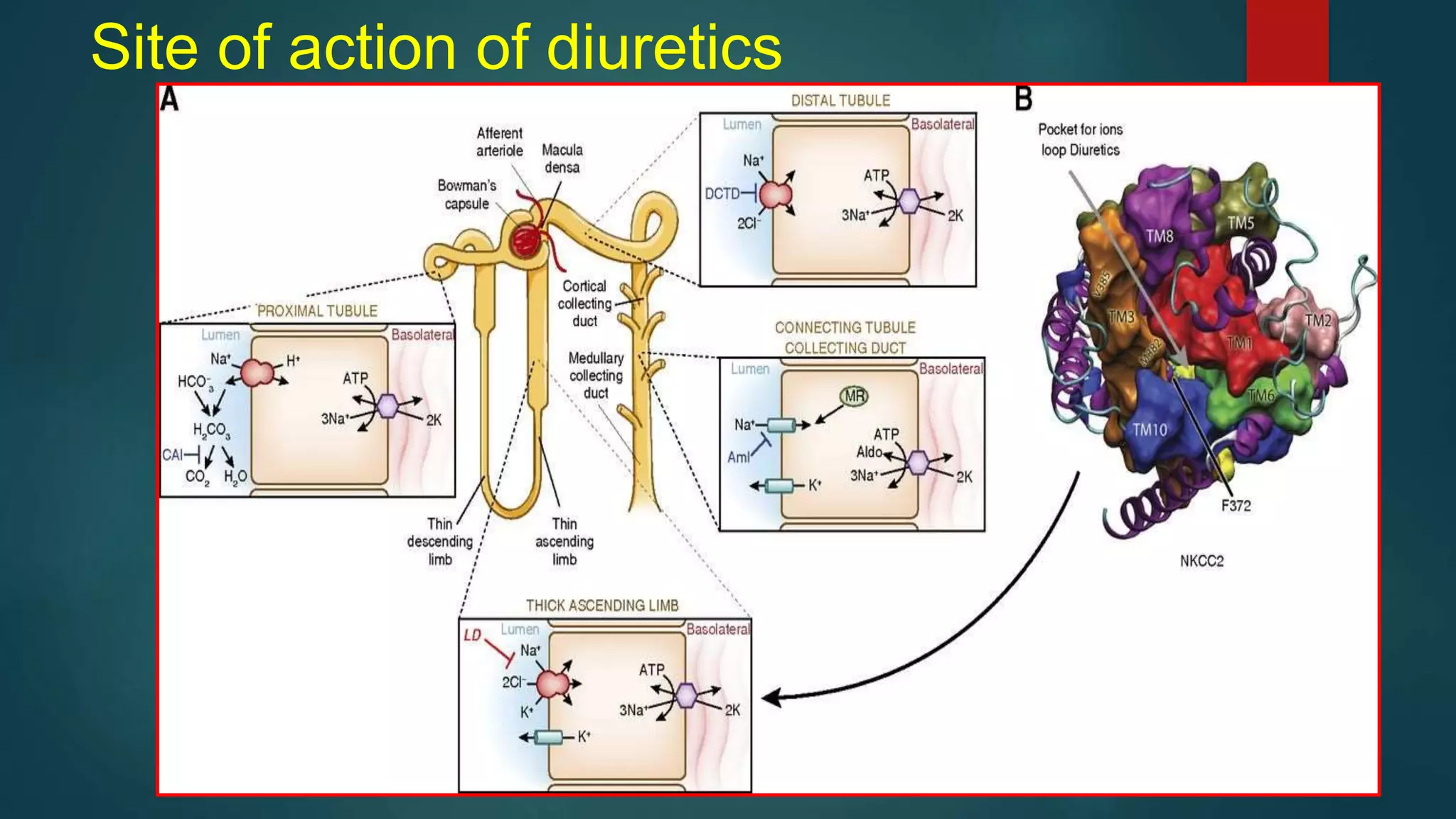 Diuretics scribd | PPTX