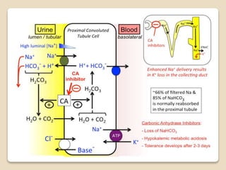 Diuretics and CA inhibitors | PPTX | Chemistry | Science