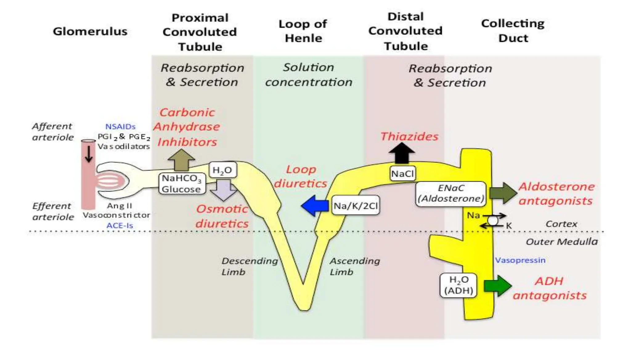 diuretics and use.pptx