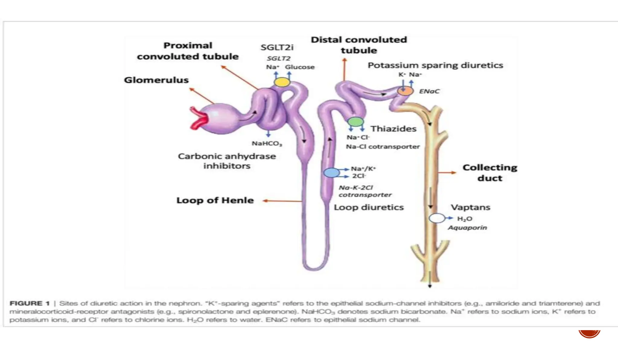 diuretics and use.pptx