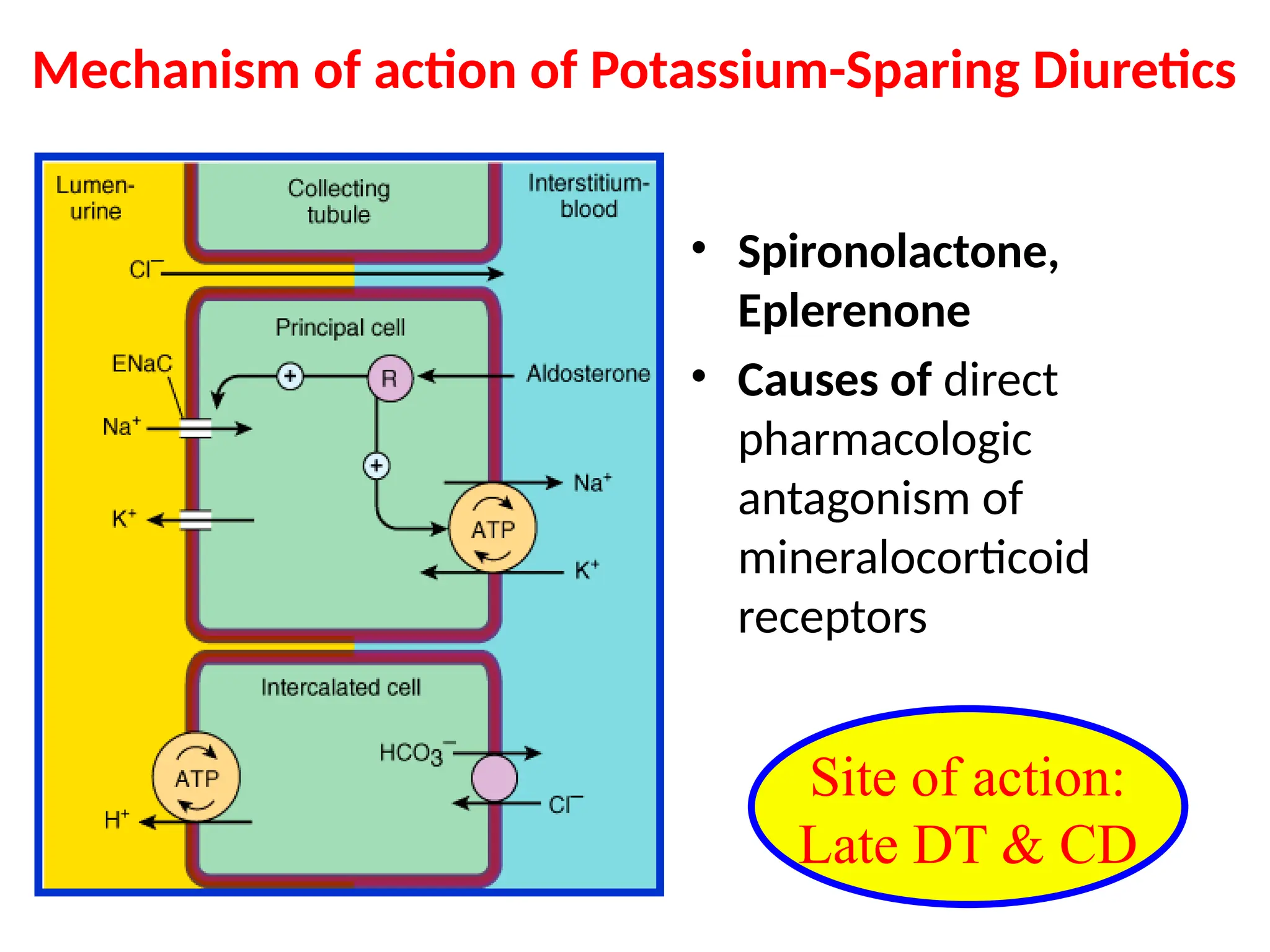 DIURETICS MBBS.pptx....................... | PPT