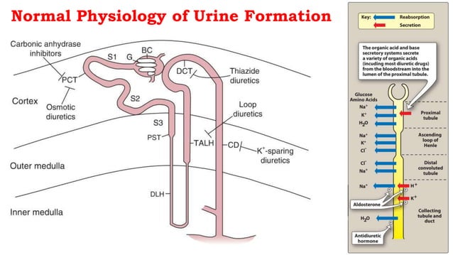 Medicinal Chemistry of Diuretics | PPTX | Pharmaceutical Drugs ...