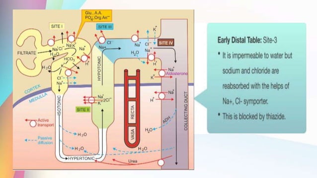 Diuretics and antidiuretics detail STUDY | PPT