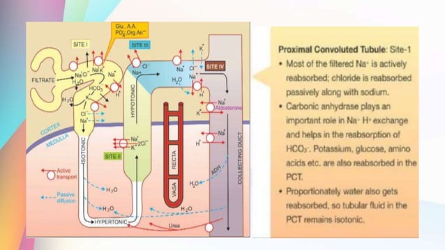 Diuretics and antidiuretics detail STUDY | PPT
