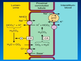 Pharmacology of diuretics with flow charts .pptx