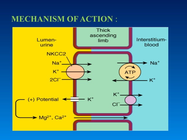 Pharmacology of diuretics with flow charts .pptx