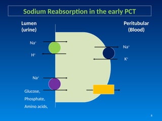 Pharmacology of diuretics with flow charts .pptx
