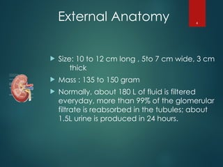diuretics_ppt_pharmacology semester 5 - | PPT