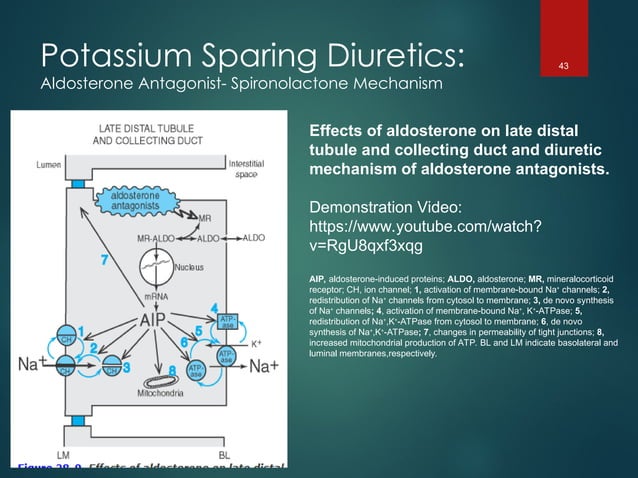 diuretics_ppt_pharmacology semester 5 - | PPT