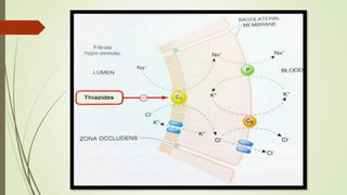 Diuretikët Tiazid | PPTX