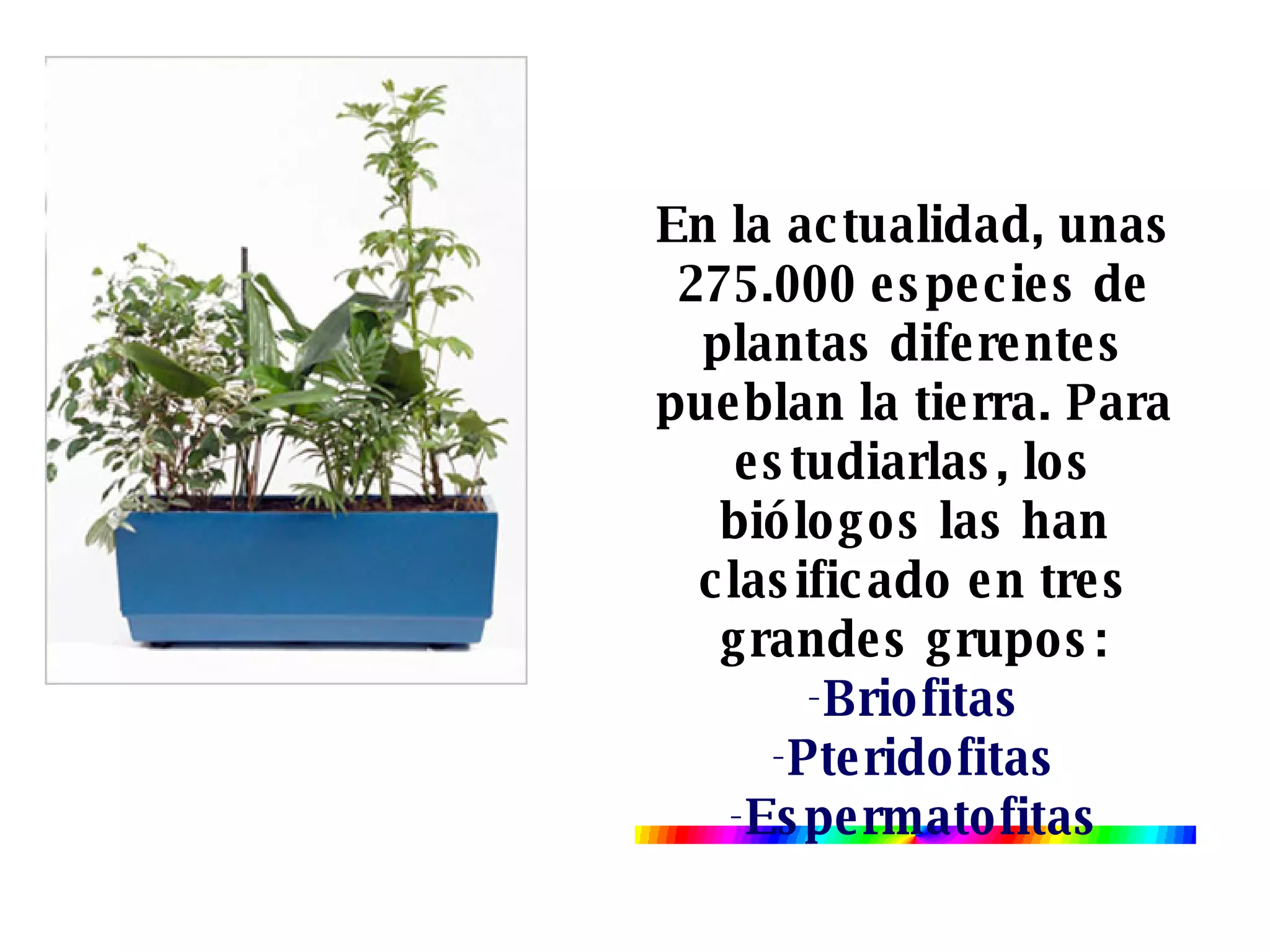 Diversidad Del Reino De Las Plantas 1º Eso | PPT