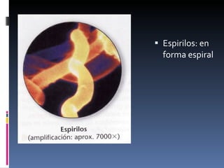 Diversidad&Bacterias | PPT