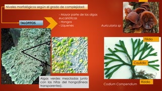 Diversidad Biológica: Criptogamas | PDF