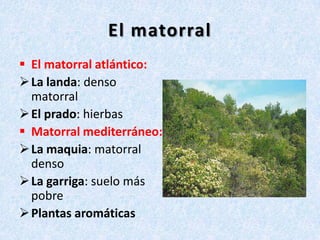Diversidad de ecosistemas | PPTX