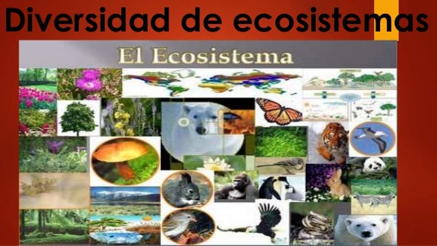 Diversidad De Ecosistemas