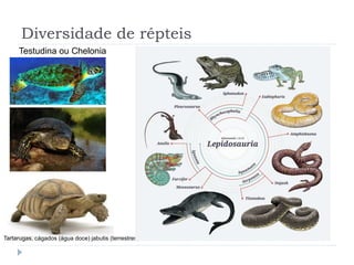 Aula de Biologia: Répteis, Aves e Mamíferos | PPTX