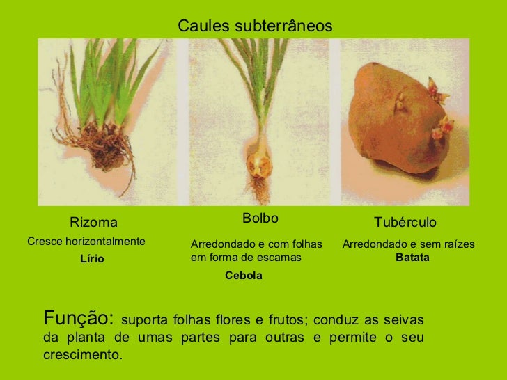 Diversidade Das Plantas