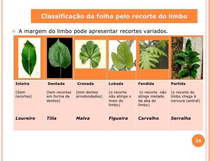 Diversidade das plantas