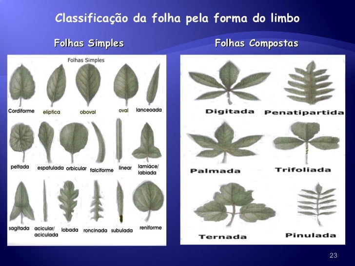 Diversidade das plantas