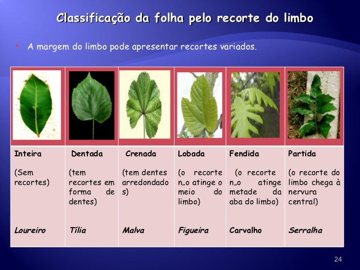 Diversidade das plantas