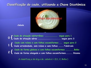 Diversidade das plantas | PPT