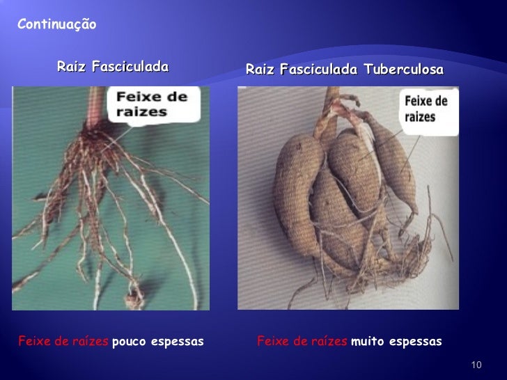 Diversidade das plantas