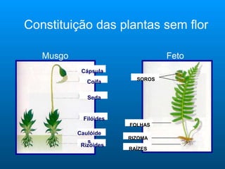 Diversidade das plantas | PPTX