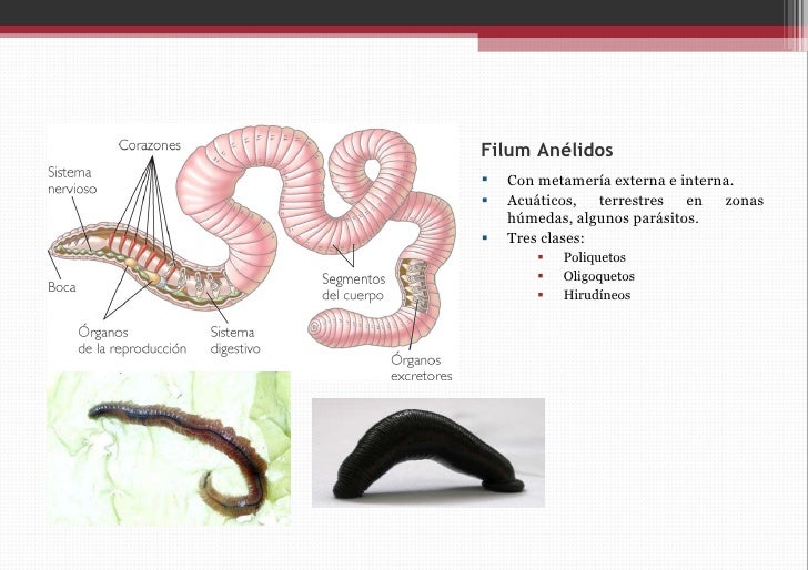 Diversidad Y ClasificacióN De Los Seres Vivos