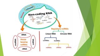 DIVERSIDAD Y FUNCION DE LOS RNAs (codificantes y no codificantes) | PPTX