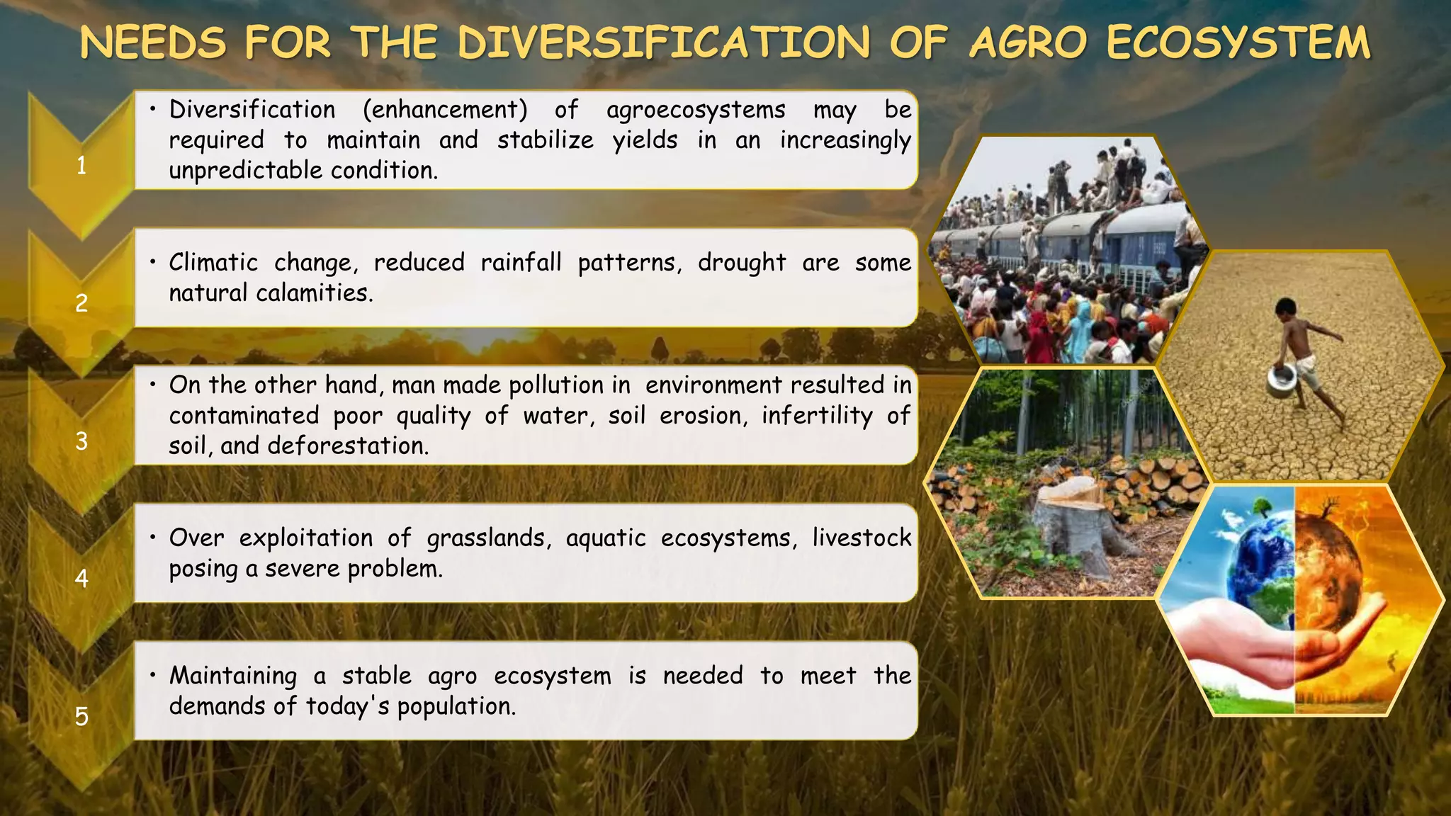 Diversification of Agro Ecosystem | PPTX